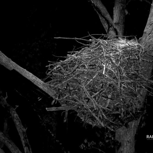 Decorah Eagles North Nest Live View