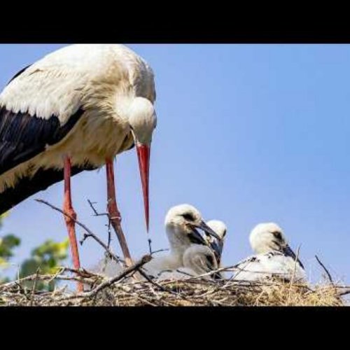 White Stork Nest Cam - Bad Königshofen im Grabfeld, Germany